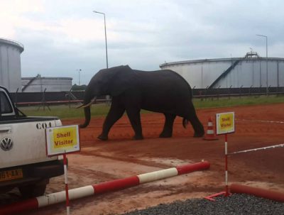 Shell drops Gabon onshore assets - The Energy Year