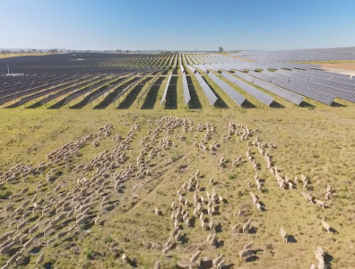 In new agrivoltaics vision, Australia solar farm integrates sheep - The ...